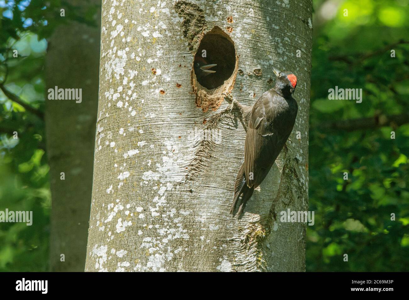 Squeaker in trunk hi-res stock photography and images - Alamy
