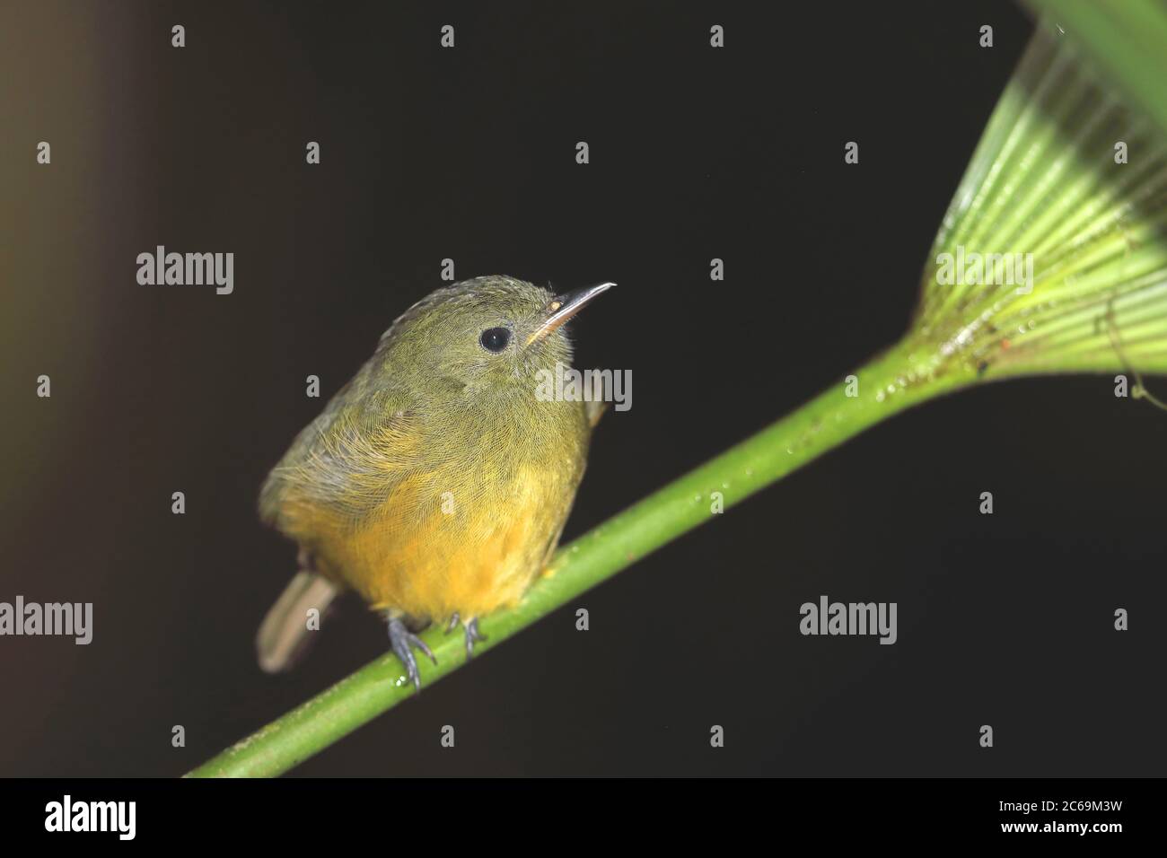 Flycatchers of costa rica hi-res stock photography and images - Alamy