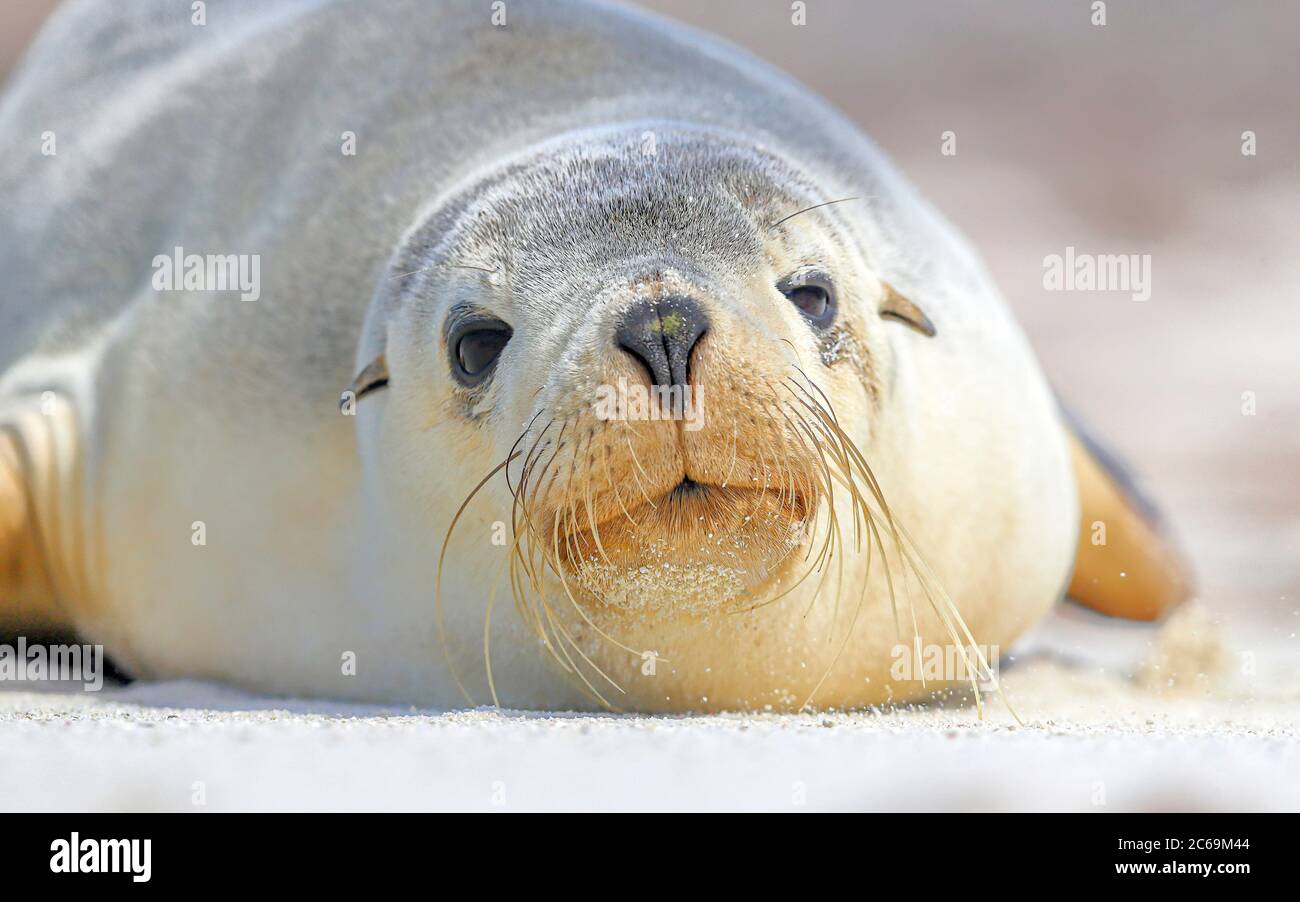 Australian sea lion (Neophoca cinerea), female lying on the beach ...