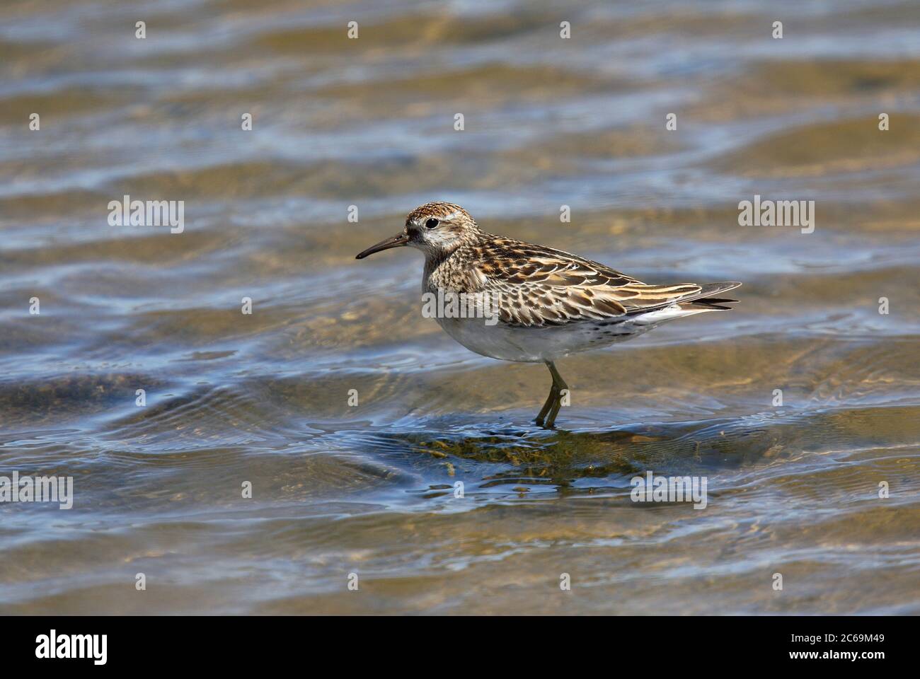sharp-tailed sandpiper (Calidris acuminata), standing in shallow water ...