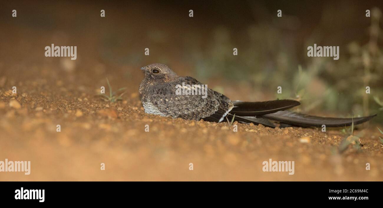 Pennant-winged Nightjar (Caprimulgus vexillarius), resting on the side ...