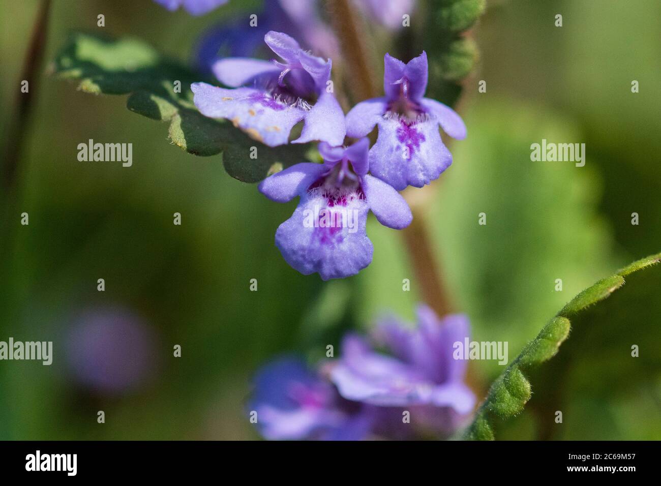 gill-over-the-ground, ground ivy (Glechoma hederacea), blooming ...