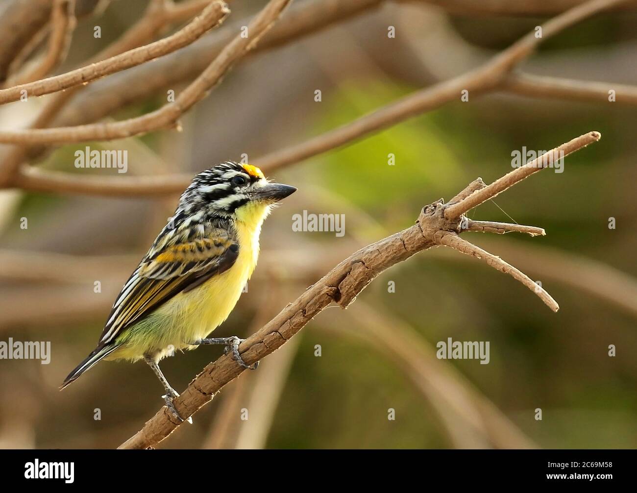 Tinkerbirds hi-res stock photography and images - Alamy