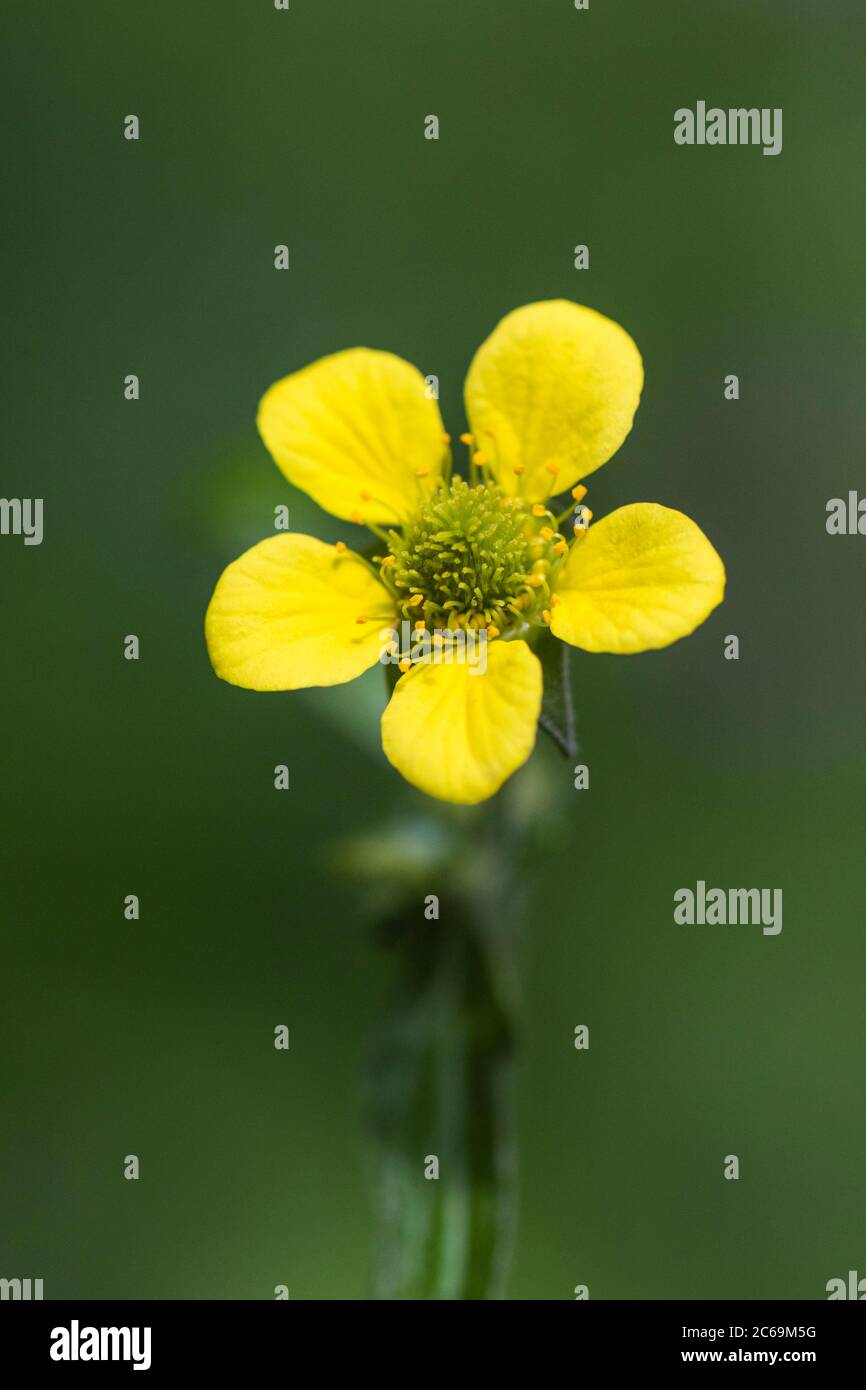 common avens, wood avens, clover-root (Geum urbanum), flower ...