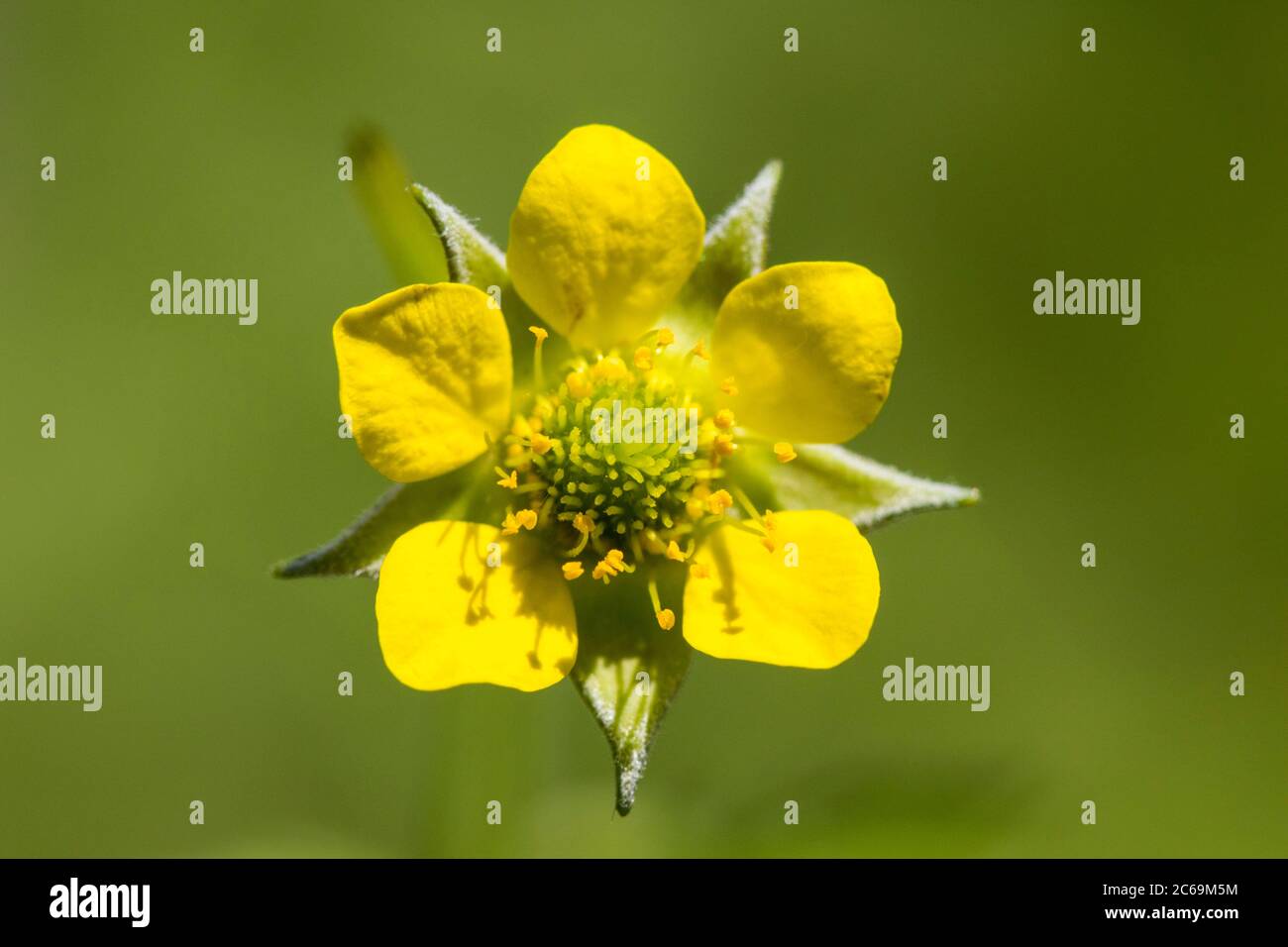 common avens, wood avens, clover-root (Geum urbanum), flower ...