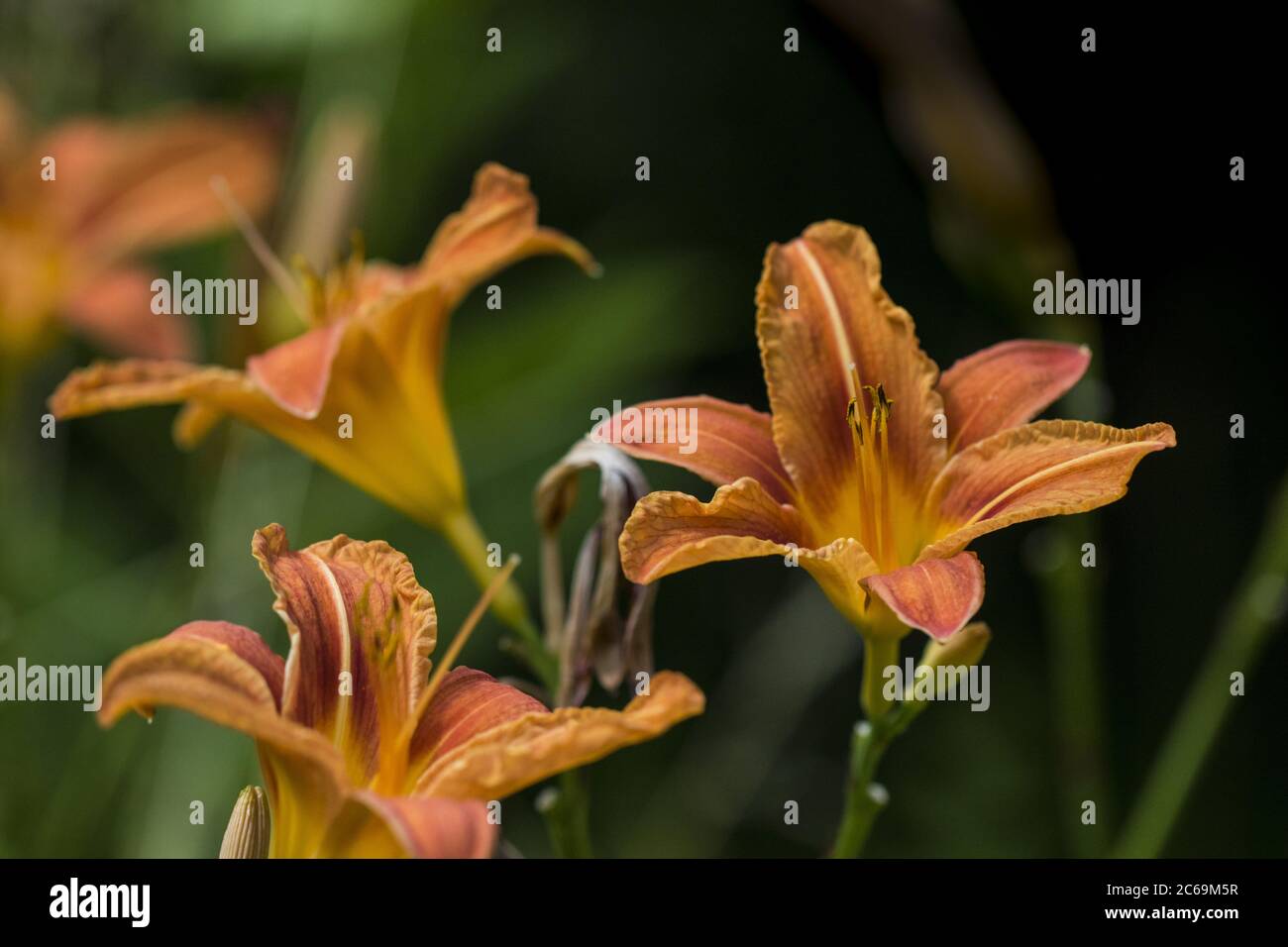 common day lily, tawny daylily, yellow daylily, orange daylily ...