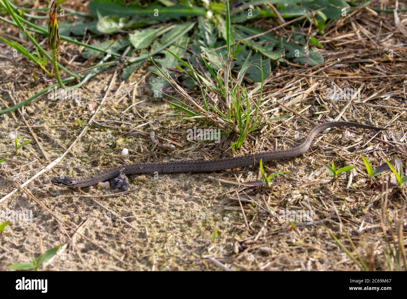 Young Smooth Snake at Hoge Veluwe, Netherlands Stock Photo - Alamy