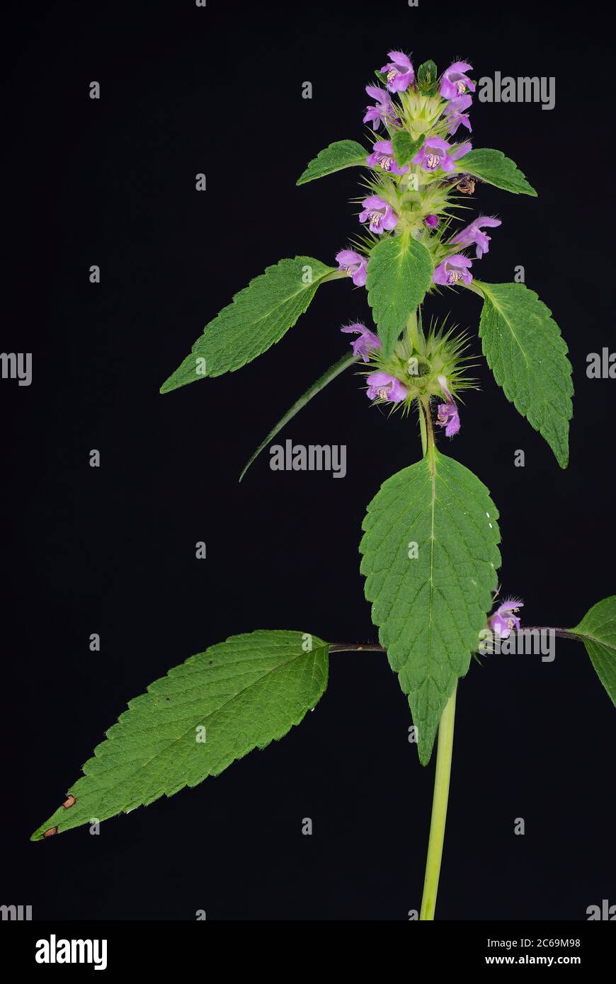 common hemp nettle, brittle-stem hempnettle (Galeopsis tetrahit ...