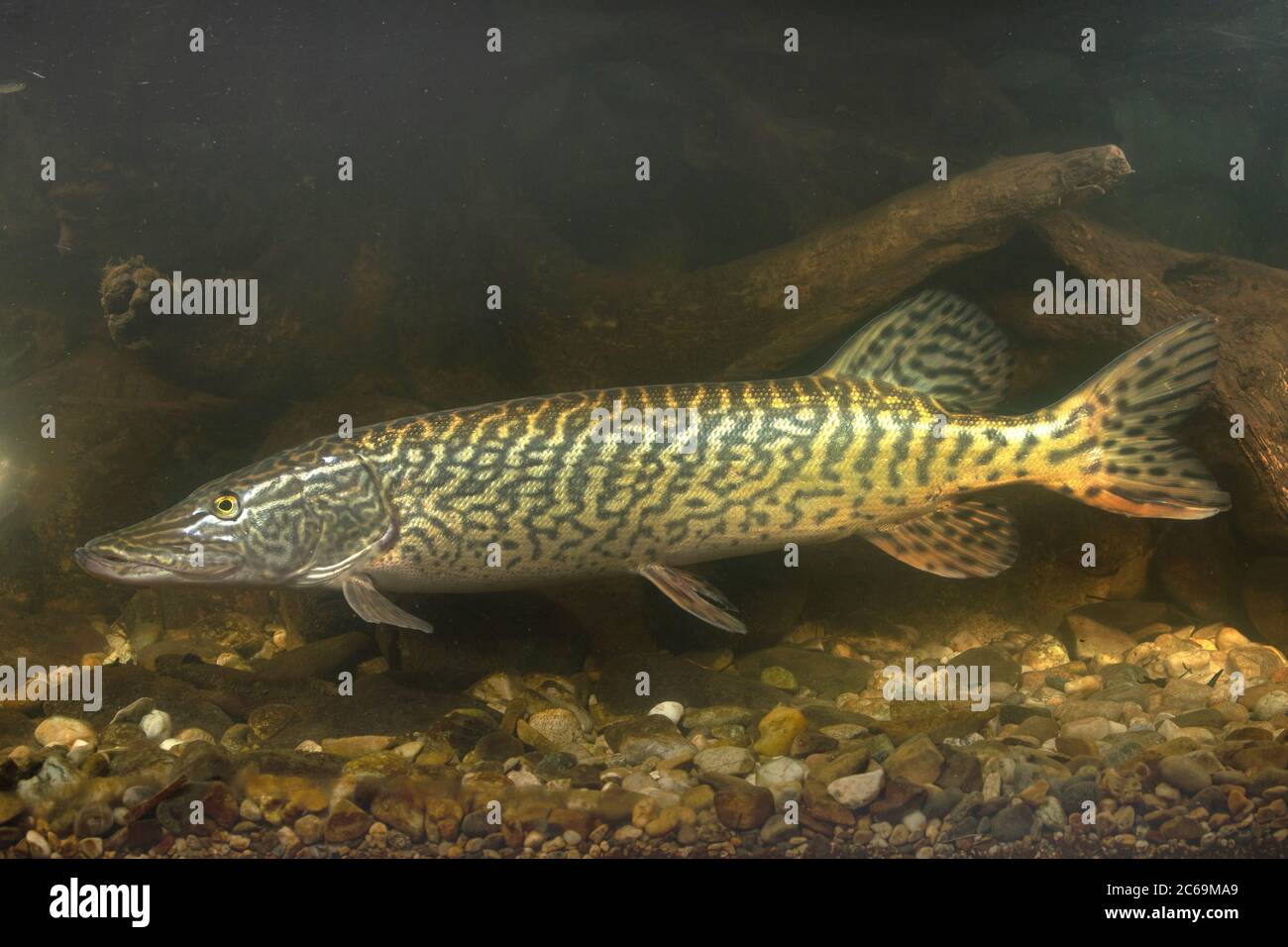 Southern pike (Esox cisalpinus), in front of dead wood Stock Photo - Alamy