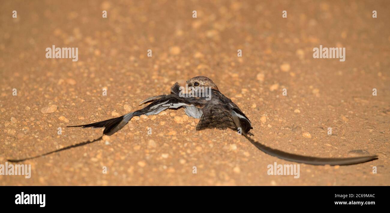 Pennant-winged Nightjar (Caprimulgus vexillarius), resting on the side ...