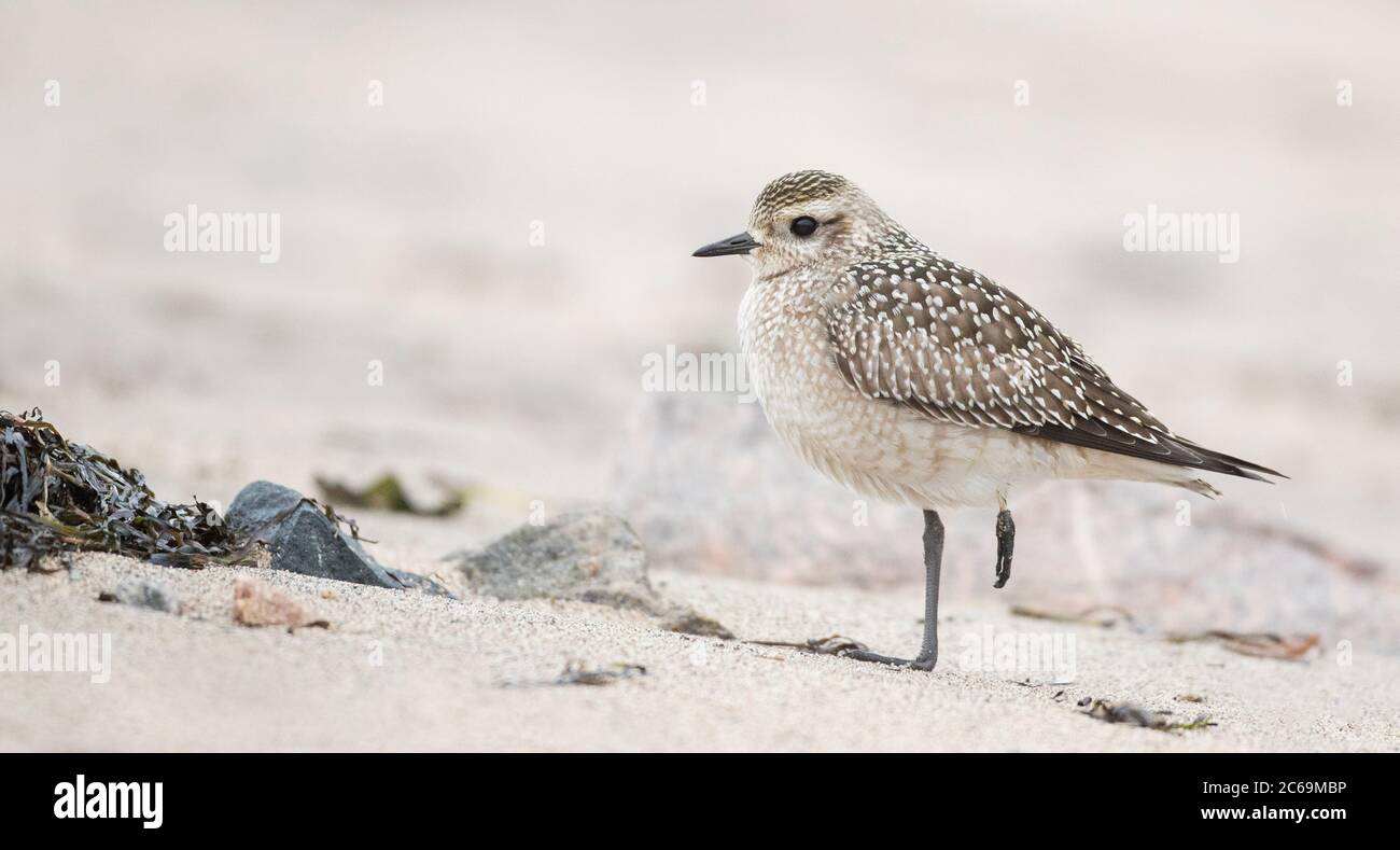 American golden plover (Pluvialis dominica), First-winter standing on a ...
