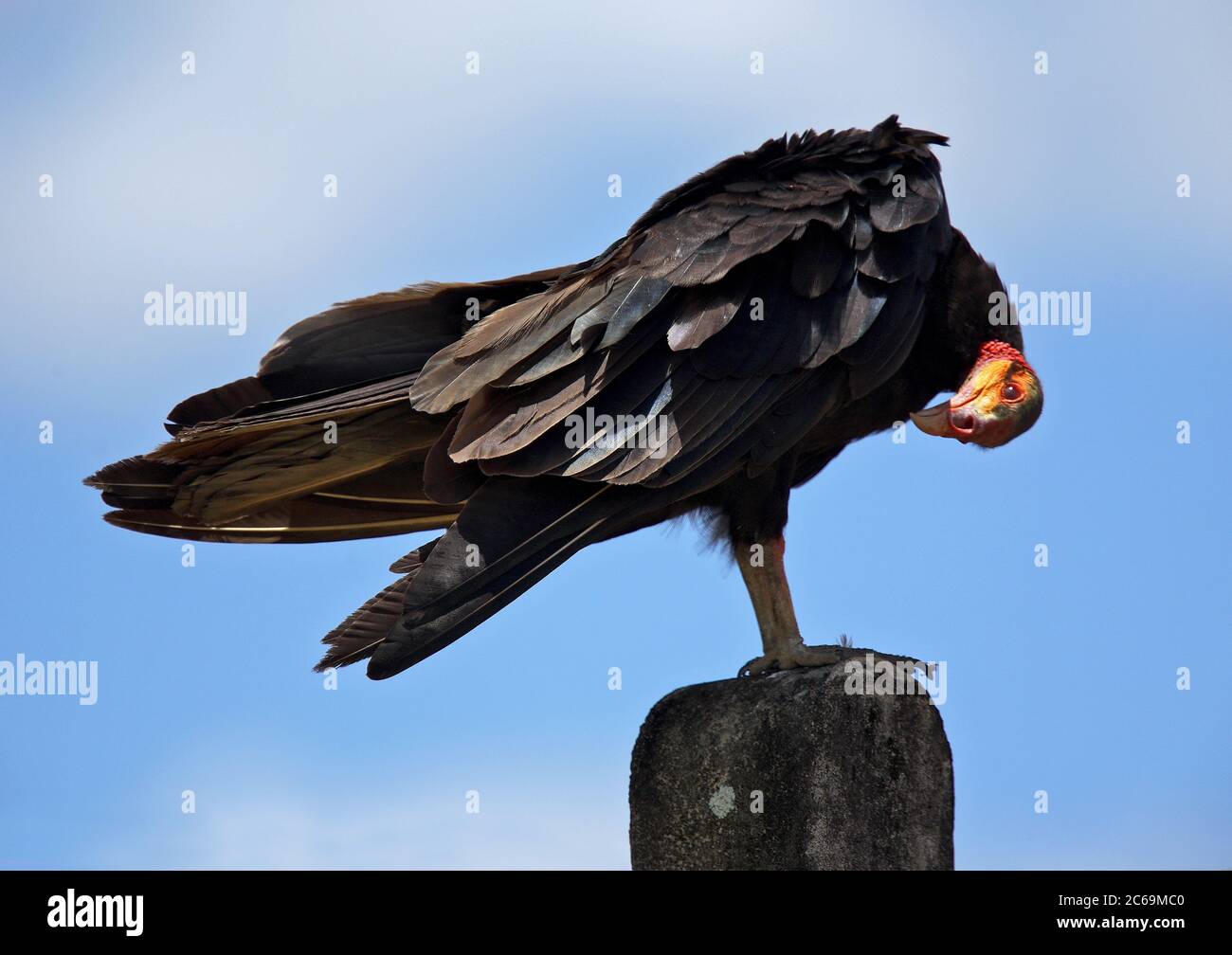 lesser yellow-headed vulture (Cathartes burrovianus urubitinga ...