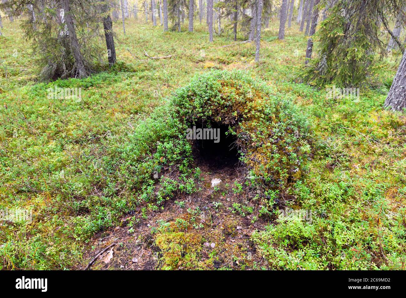 Brown bear den hi-res stock photography and images - Alamy