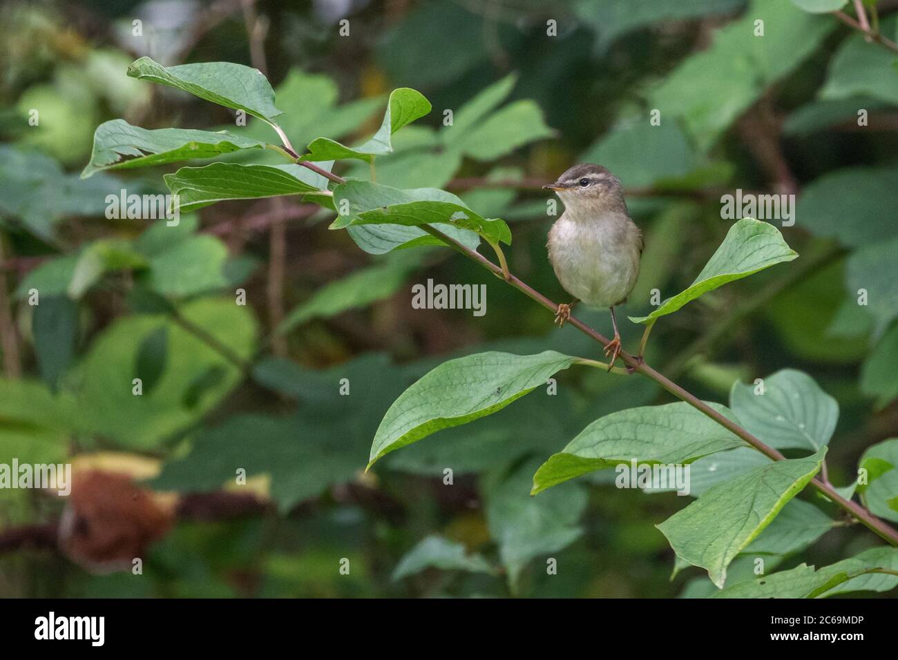 Phylloscopus fuscatus hi-res stock photography and images - Alamy