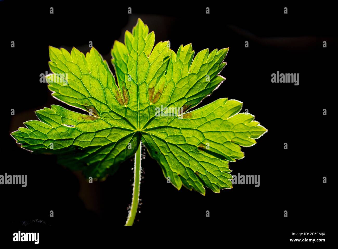 dusky cranesbill (Geranium phaeum), leaf in backlight against black ...