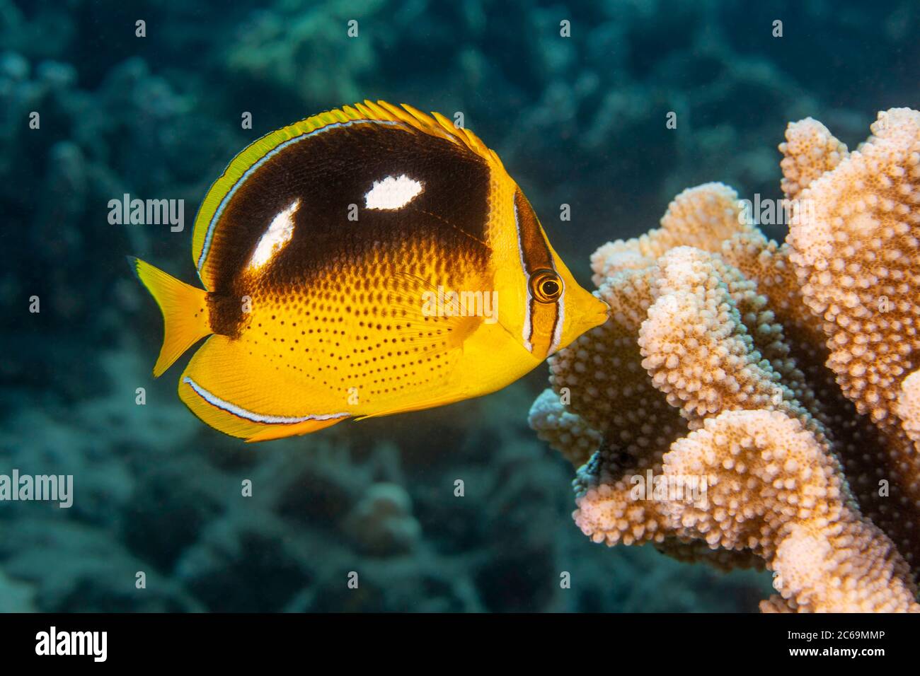 Fourspot Butterflyfish