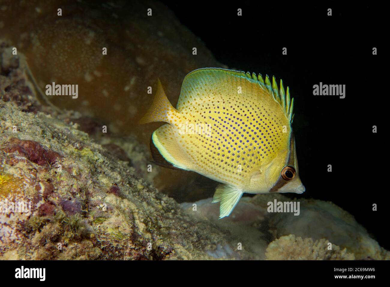 The speckled butterflyfish, Chaetodon citrinellus, is also known as a ...