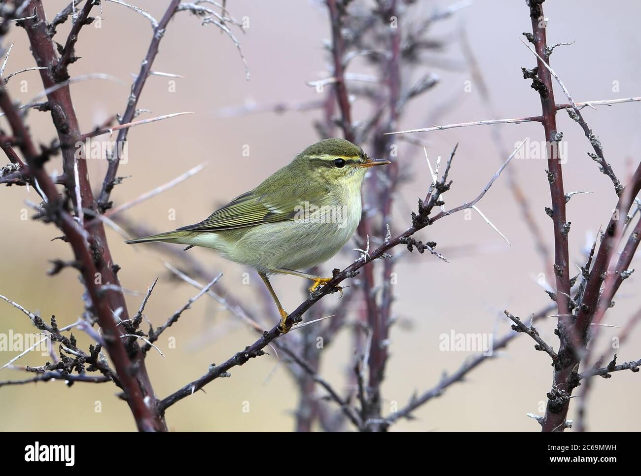Arctic Warbler (Phylloscopus borealis) during autumn migration at Ongi ...