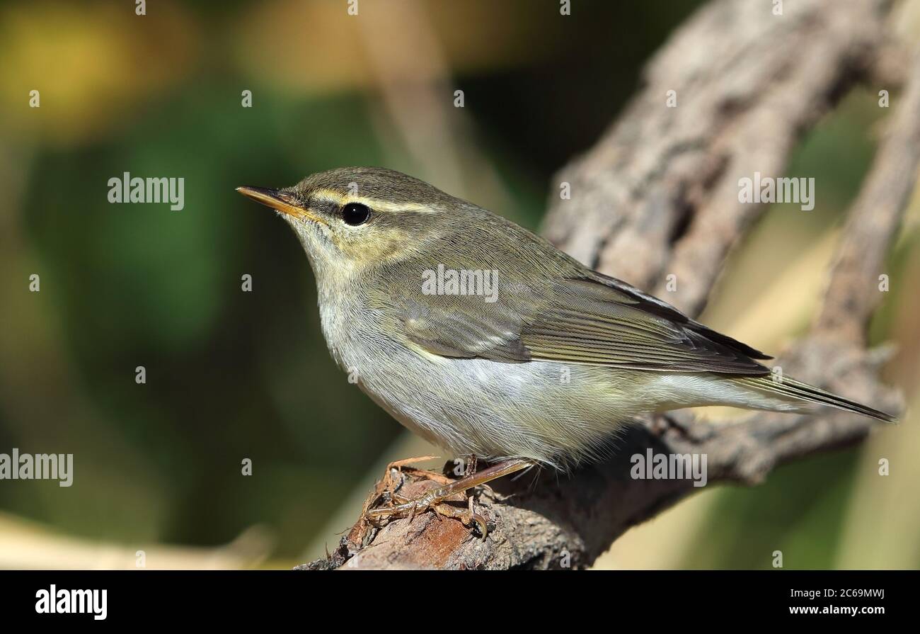 Arctic Warbler (Phylloscopus borealis) during autumn migration at Ongi ...