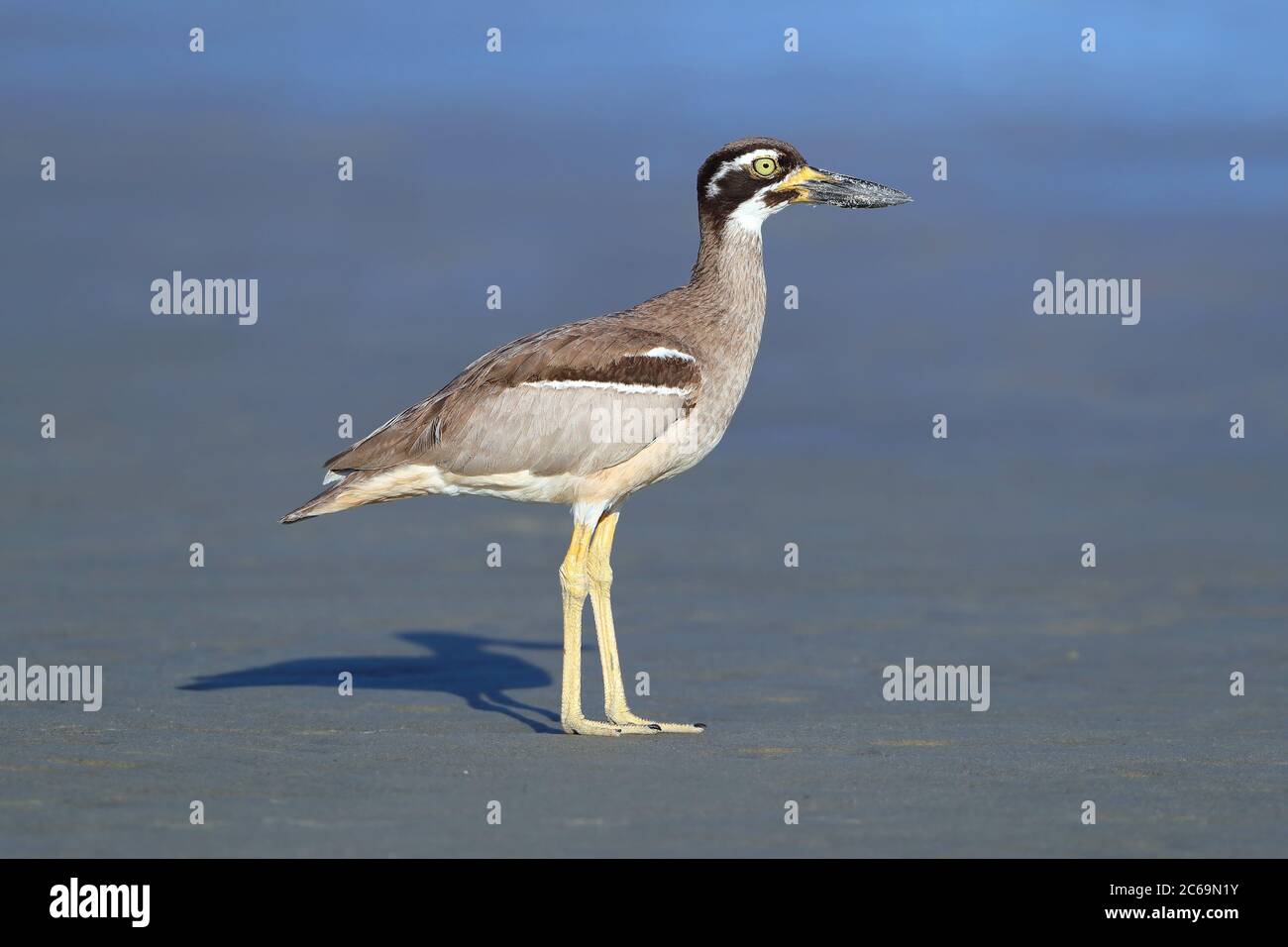 Beach Stone-curlew (Esacus magnirostris) standing on Noah beach, Cape ...