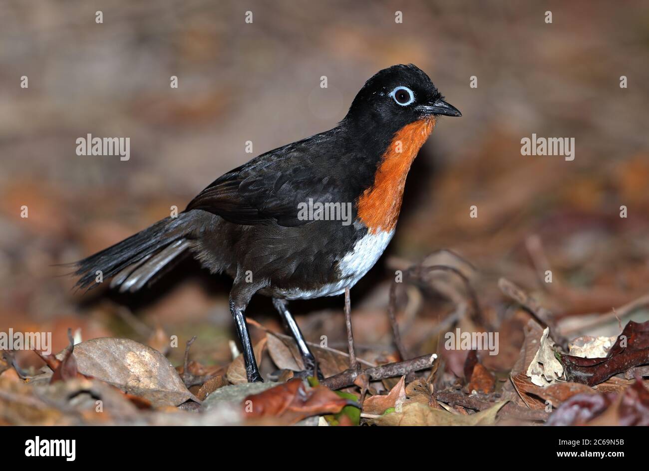 Male Chowchilla (Orthonyx spaldingii) at Mount Lewis in Mount Lewis ...
