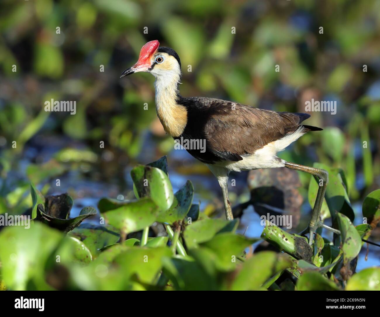 Comb-crested Jacana (Irediparra gallinacea) at Mackay Regional Botanic ...