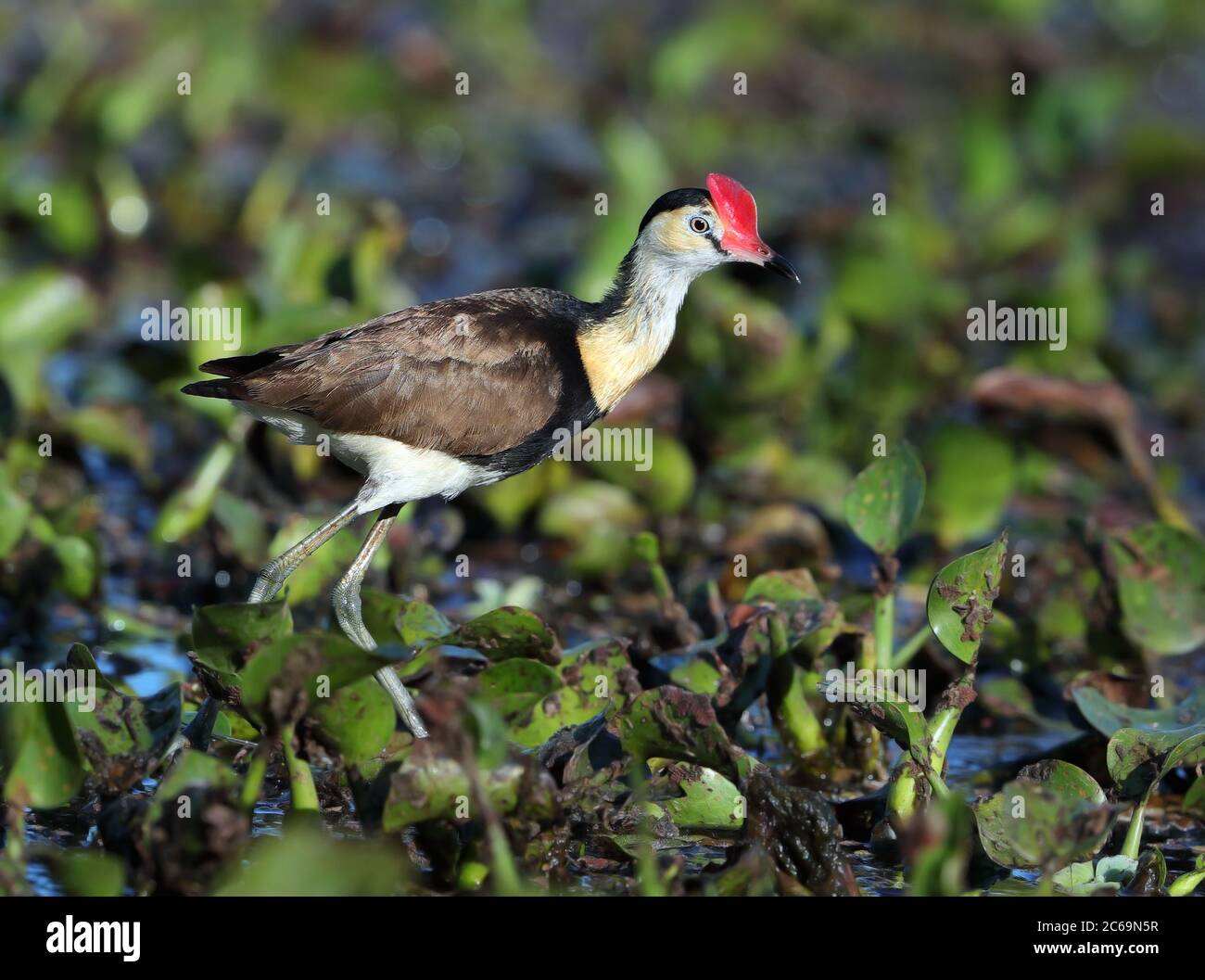 Comb-crested Jacana (Irediparra gallinacea) at Mackay Regional Botanic ...