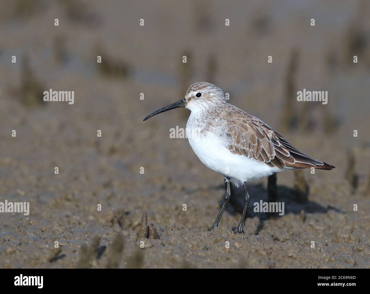 Wintering Curlew Sandpiper (Calidris ferruginea) at Burnett Heads ...