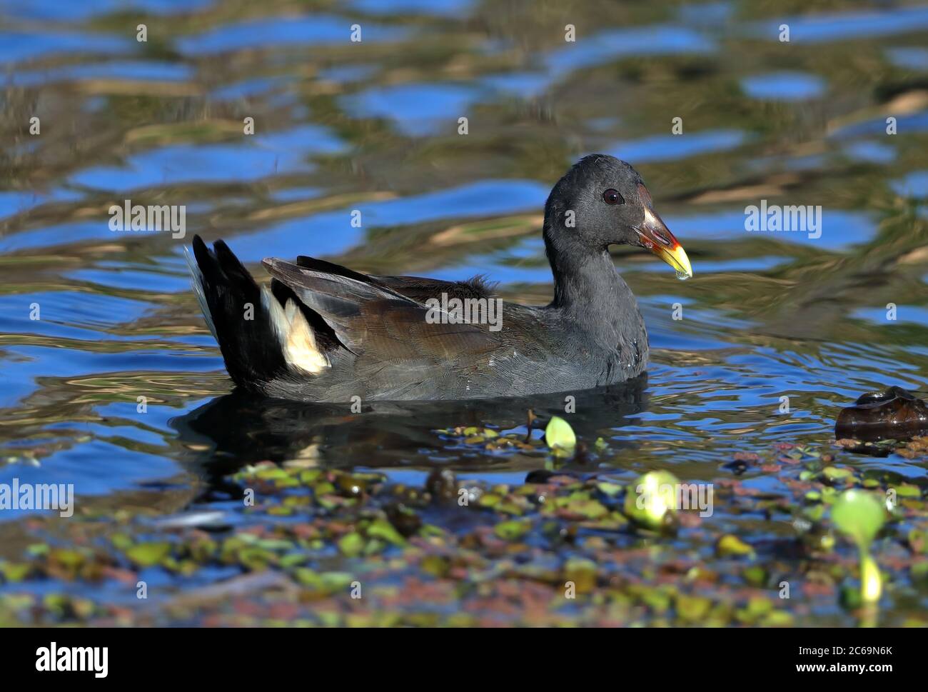 Dusky Moorhen (Gallinula tenebrosa) at Mackay Regional Botanic Gardens ...