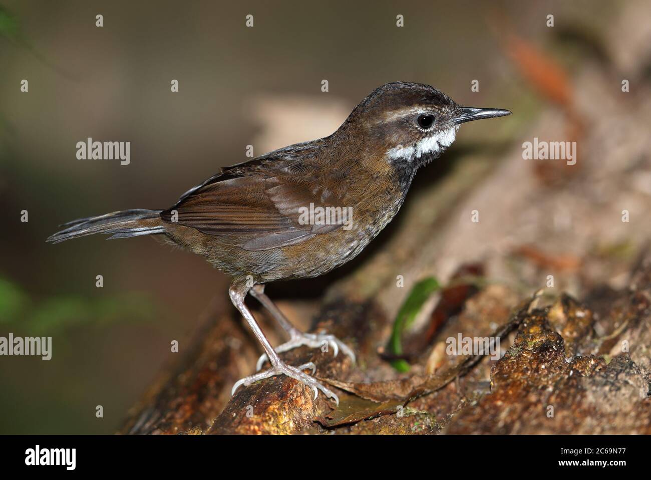 Fernwren (Oreoscopus gutturalis) at Mount Lewis in Mount Lewis National ...