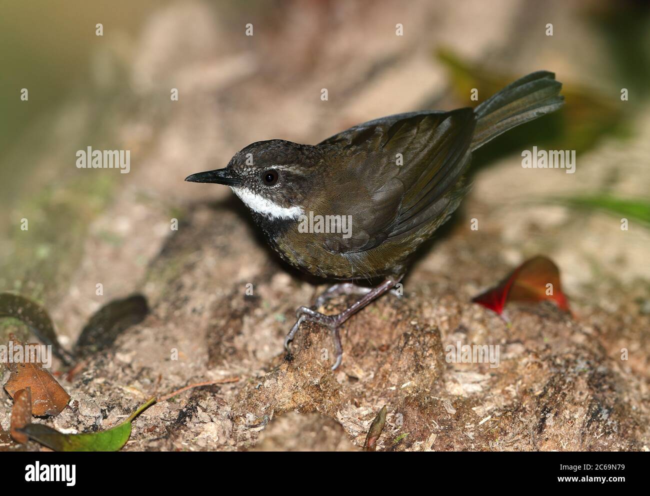 Fernwren (Oreoscopus gutturalis) at Mount Lewis in Mount Lewis National ...