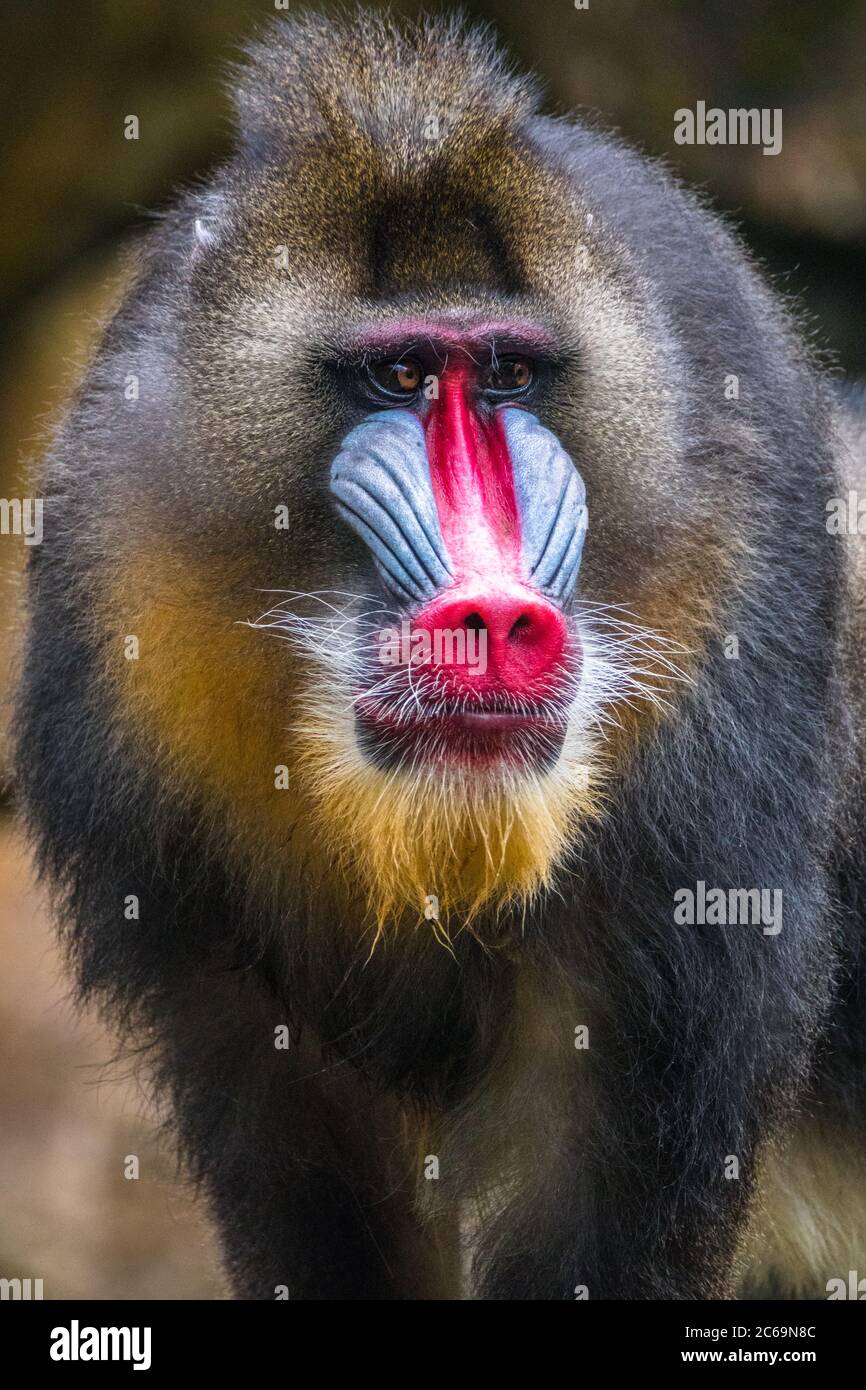 Portrait of a male of mandrill monkey, Indonesia Stock Photo - Alamy