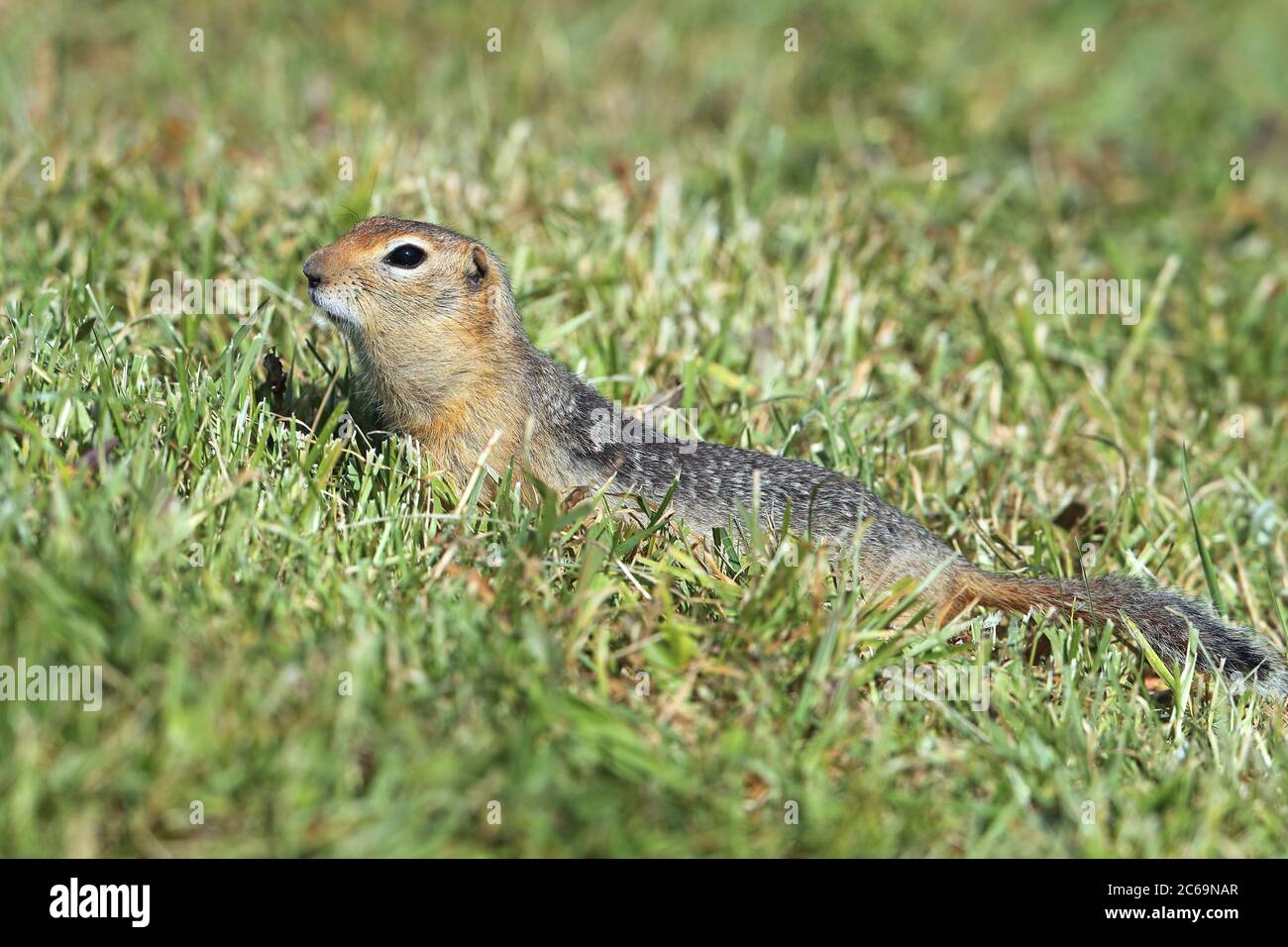 Long-tailed ground squirrel (Spermophilus undulatus) near the Tula ...