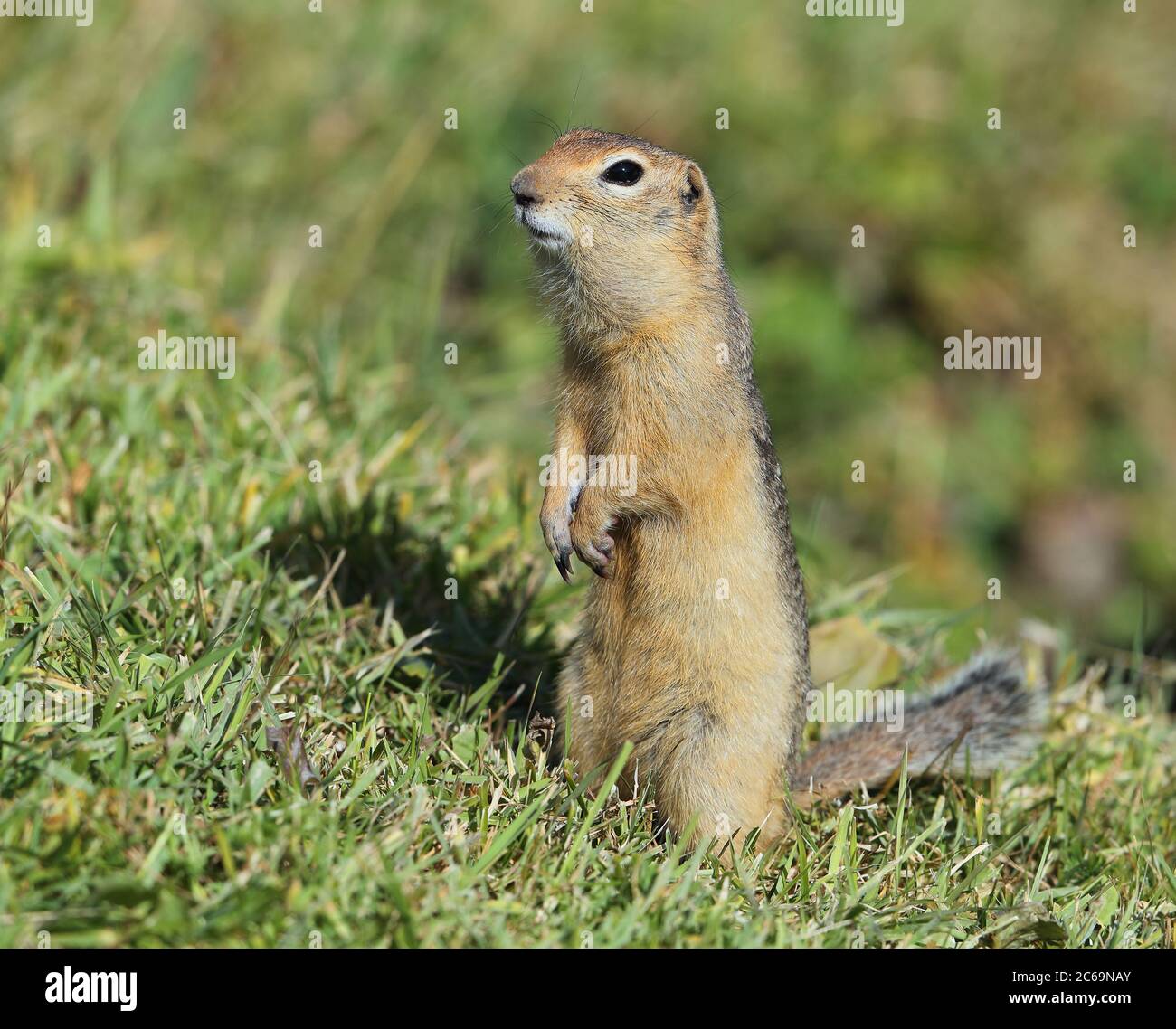 Long-tailed ground squirrel (Spermophilus undulatus) near the Tula ...