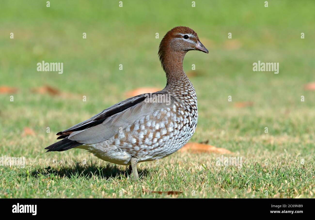Female Maned Duck (Chenonetta jubata) at Rockhampton Botanic Gardens in ...