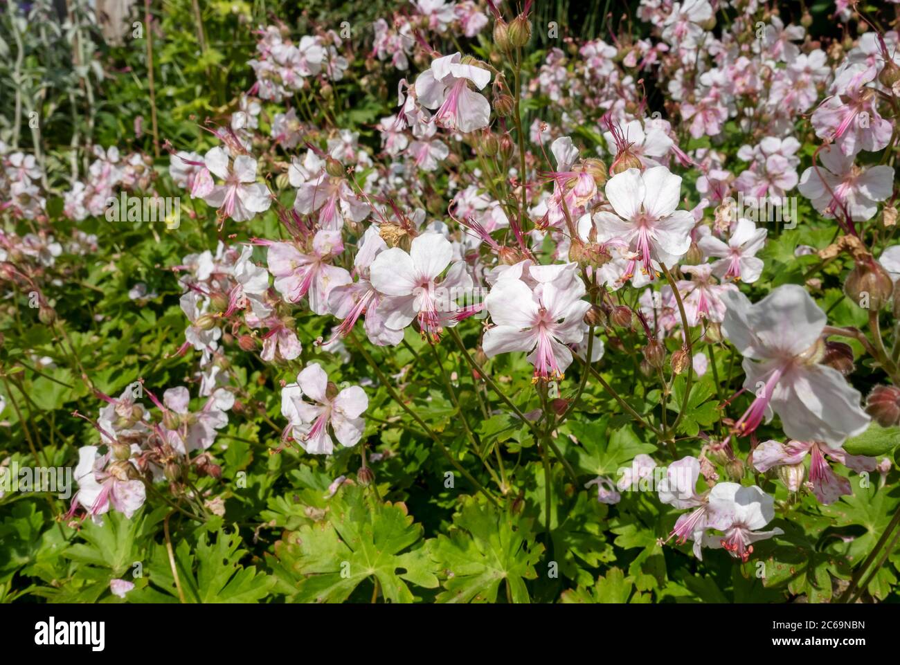 Geranium flower border hi-res stock photography and images - Alamy