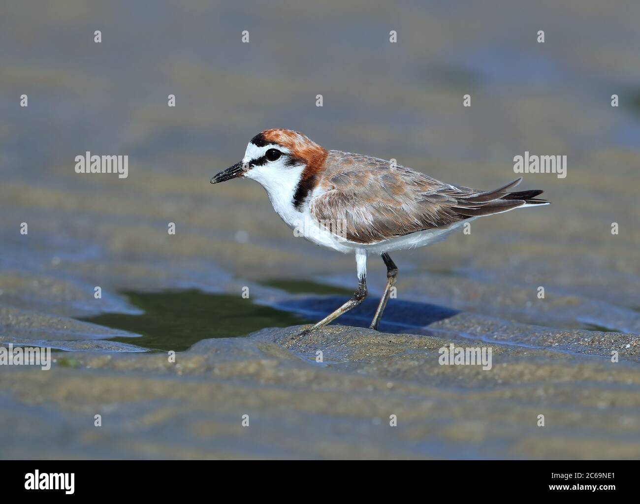 Adult red capped plover hi-res stock photography and images - Alamy