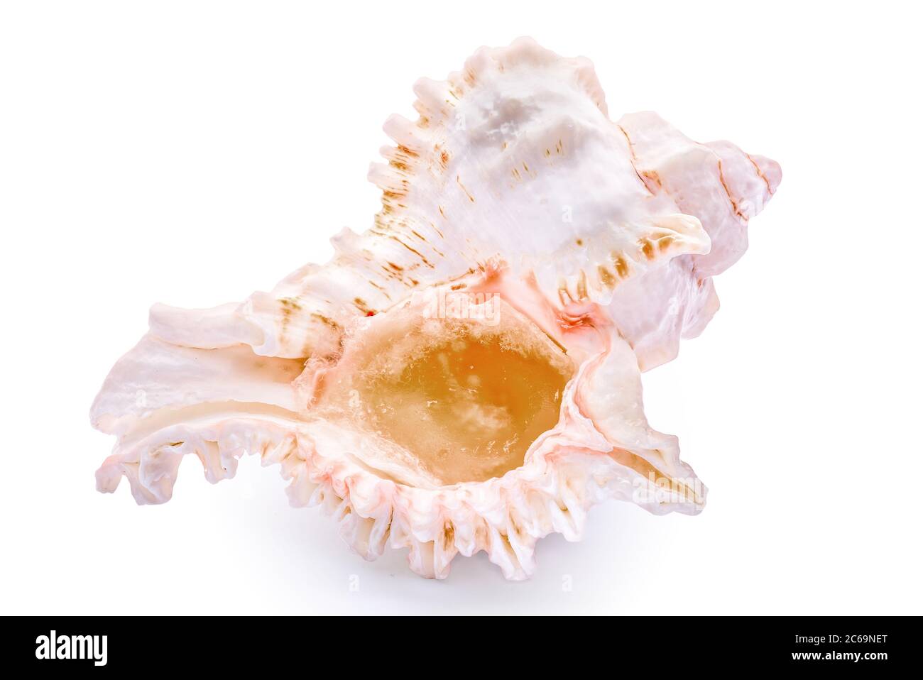 Translucent Snail High Resolution Stock Photography and Images - Alamy