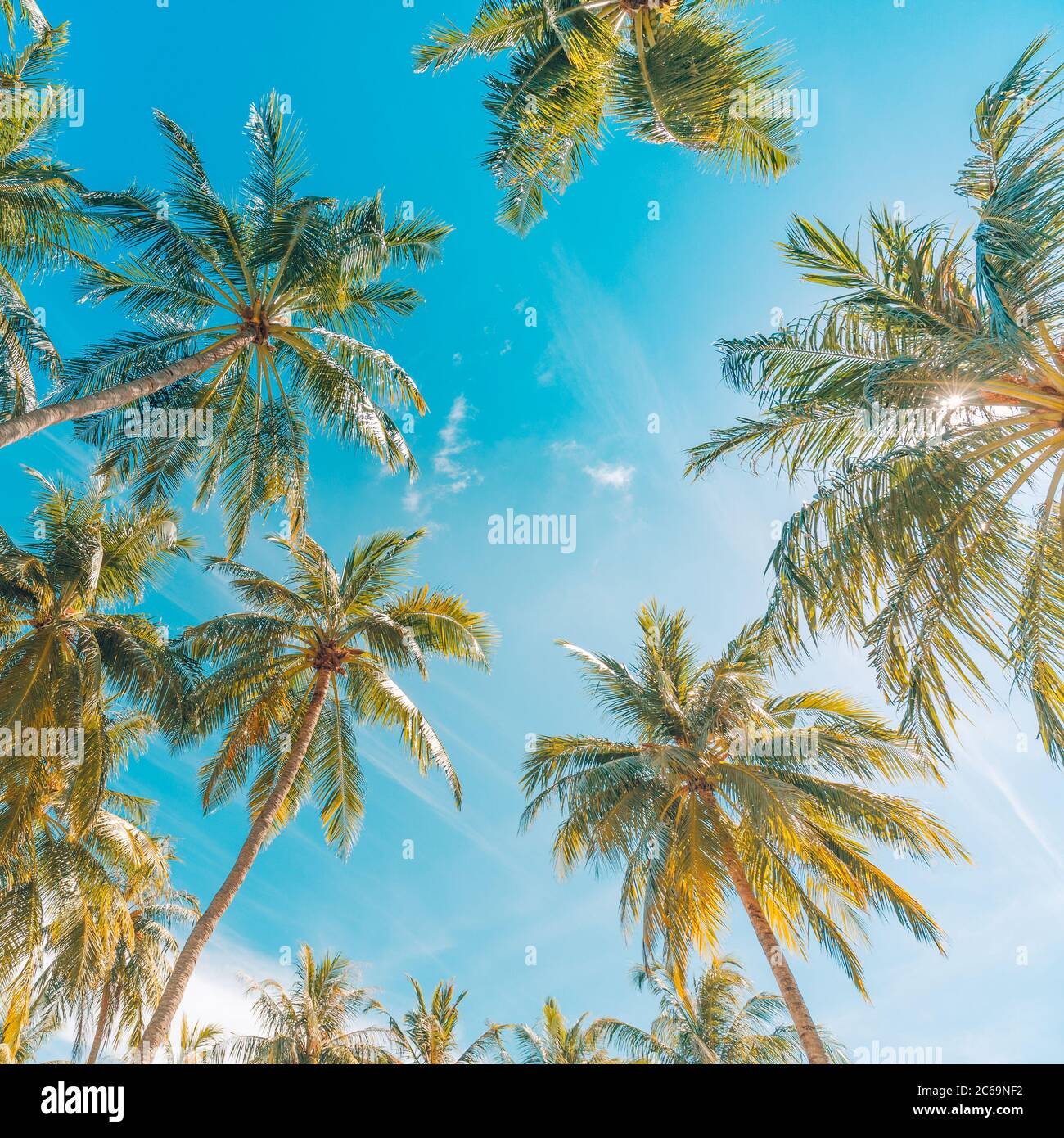 Beautiful coconut tree hi-res stock photography and images - Alamy