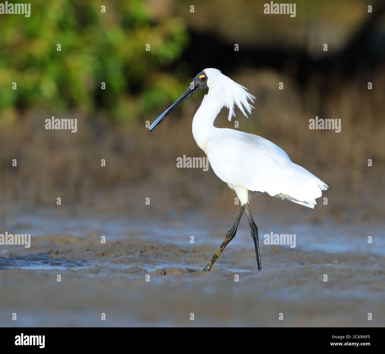 Adult Royal Spoonbill (Platalea regia) at Burnett Heads in Bundaberg ...