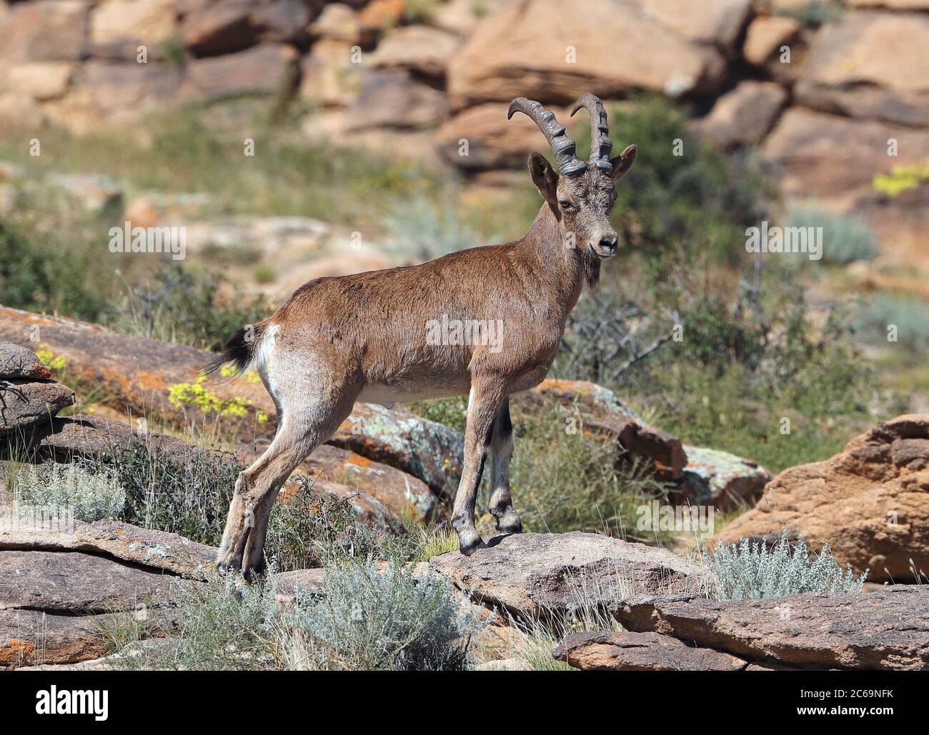Siberian Ibex (Capra sibirica) at Ikh Nart Nature Reserve in Mongolia ...