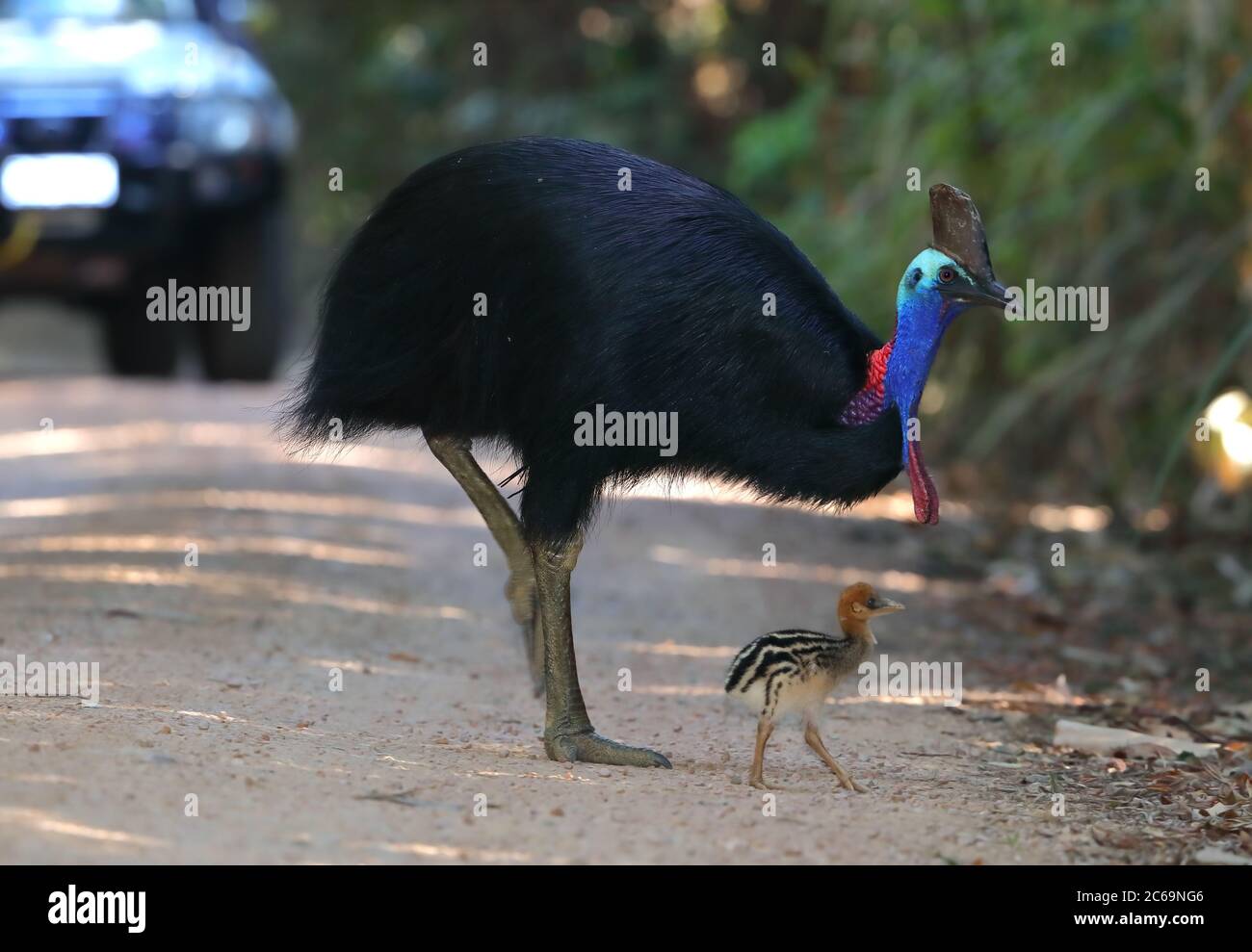 Baby Cassowary Bird