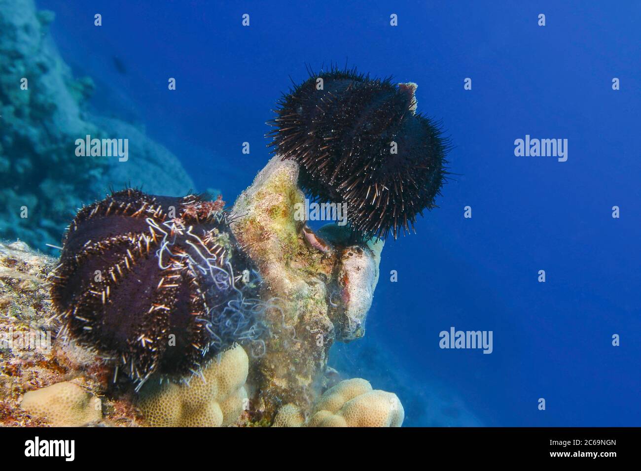 Spawning collector urchin hi-res stock photography and images - Alamy