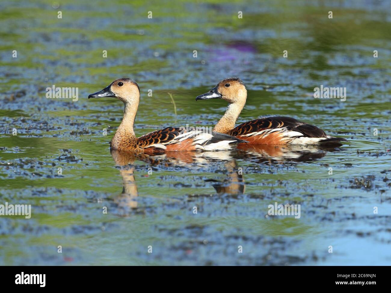 Two Wandering Whistling Ducks (Dendrocygna arcuata) at Tyto wetland ...