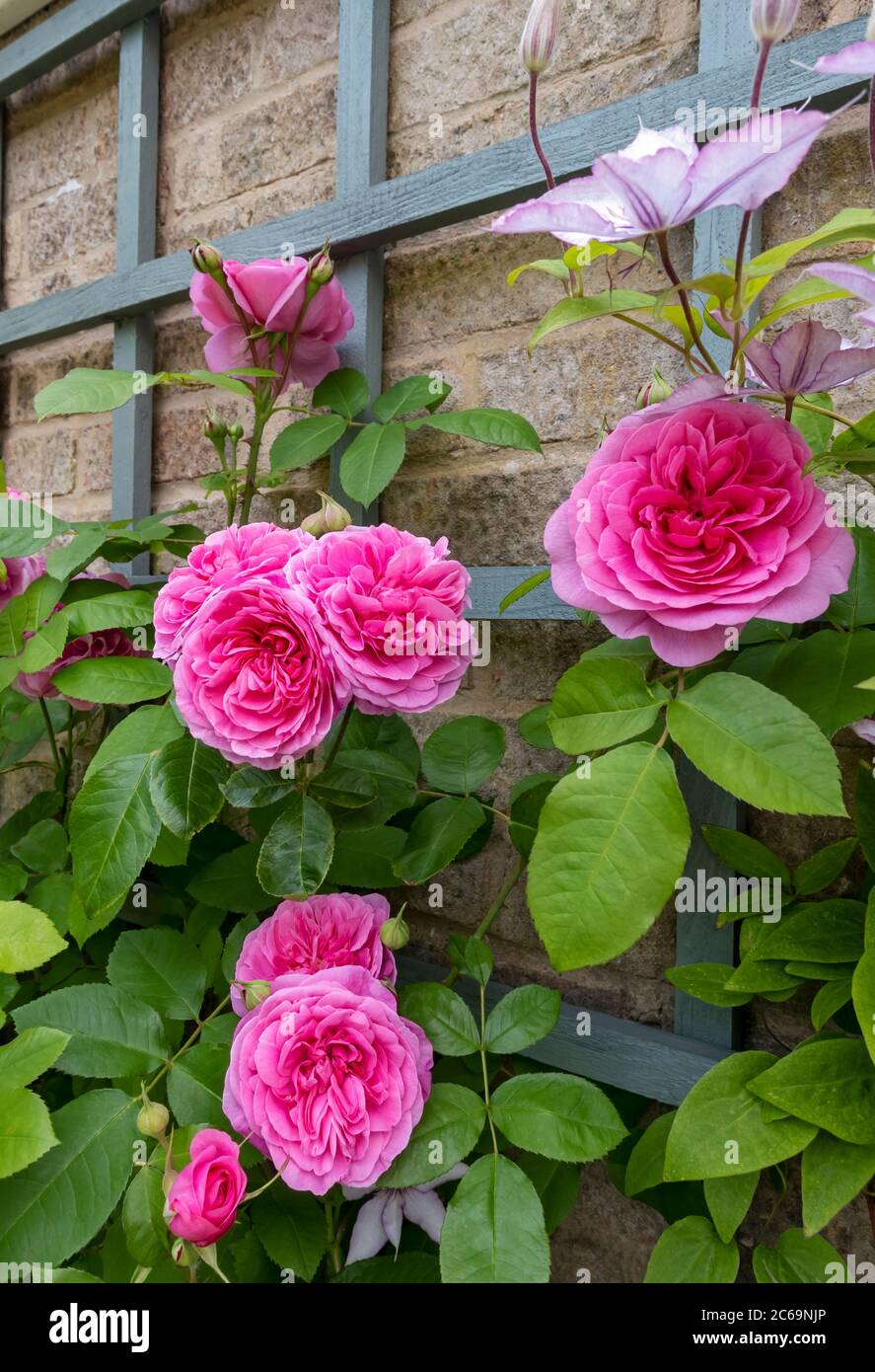 Flower and flower buds of a shrub rose hi-res stock photography and ...