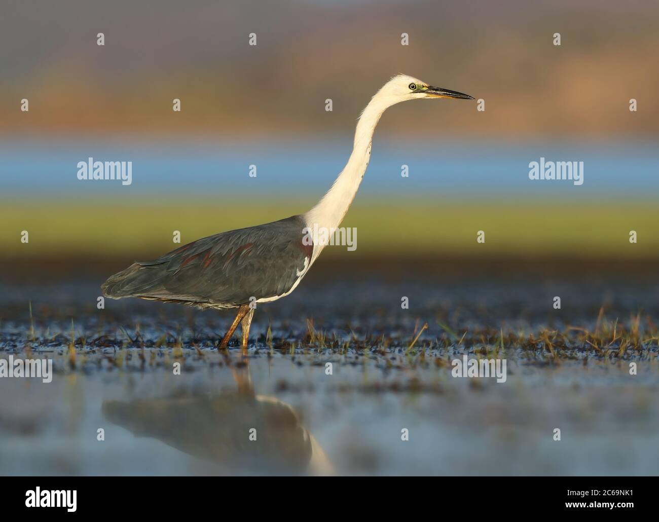 White-necked Heron (Ardea pacifica) at Lake Moondarra, Mount Isa in ...