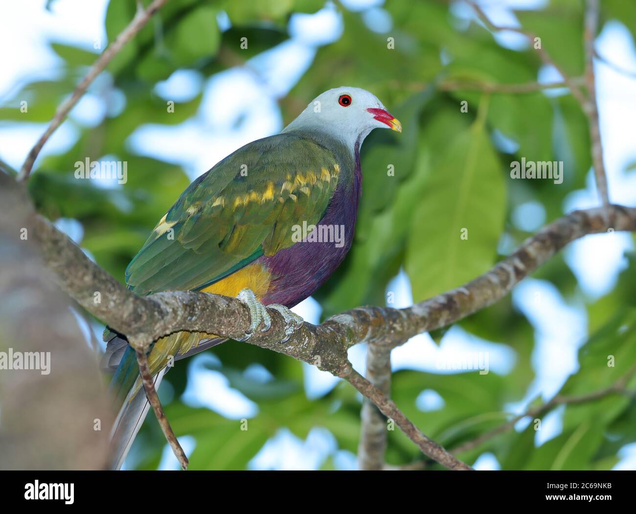 Wompoo Fruit Dove (Ptilinopus magnificus) at Noah beach in the Cap ...