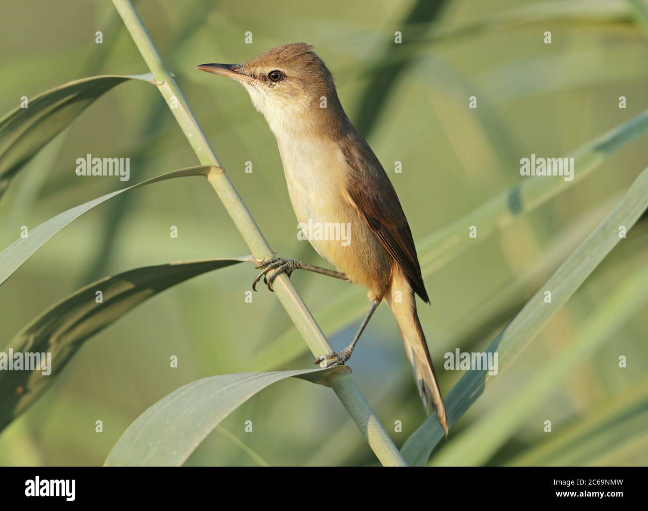 Clamorous Reed Warbler (Acrocephalus stentoreus brunnescens) at Sur in ...