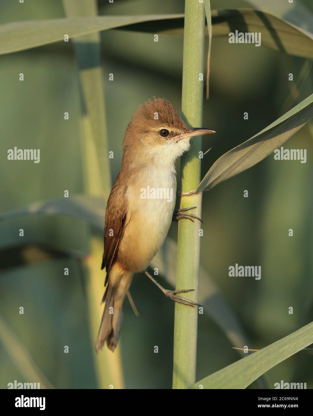 Clamorous Reed Warbler (Acrocephalus stentoreus brunnescens) at Sur in ...