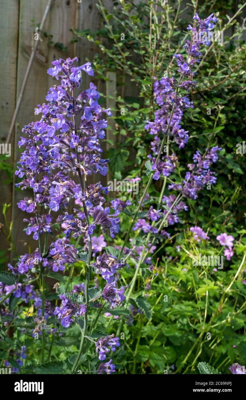 Nepeta or catmint in flower hi-res stock photography and images - Alamy